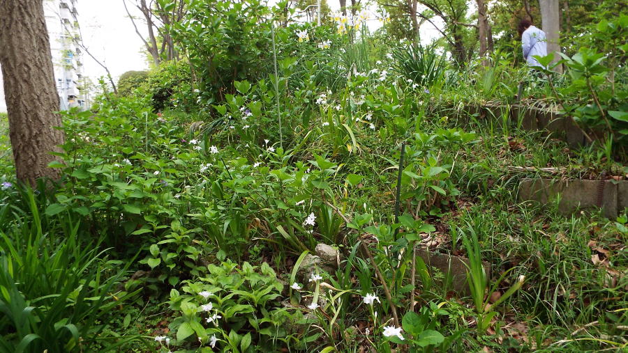 2021年4月中旬の花壇です
