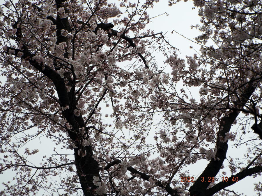 2022（R4）櫻