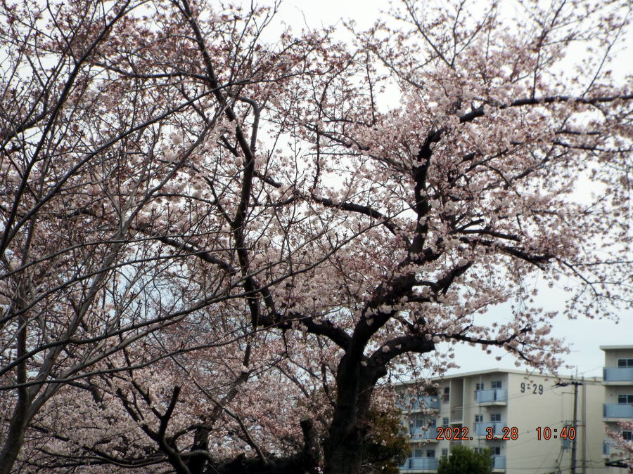 2022（R4）櫻