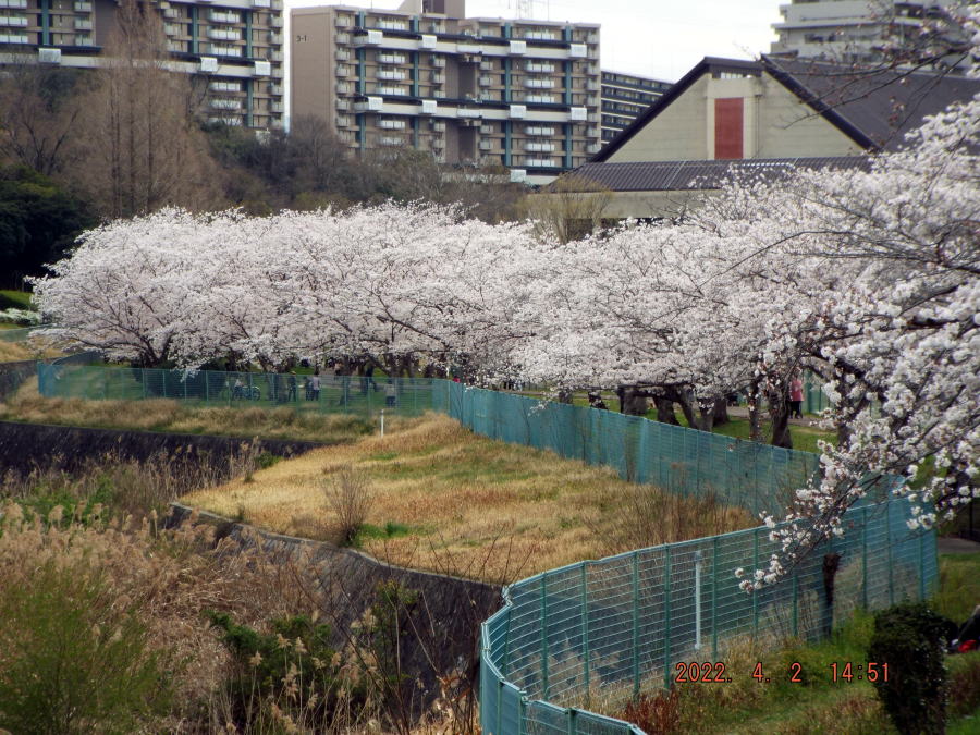 2022（R4）櫻