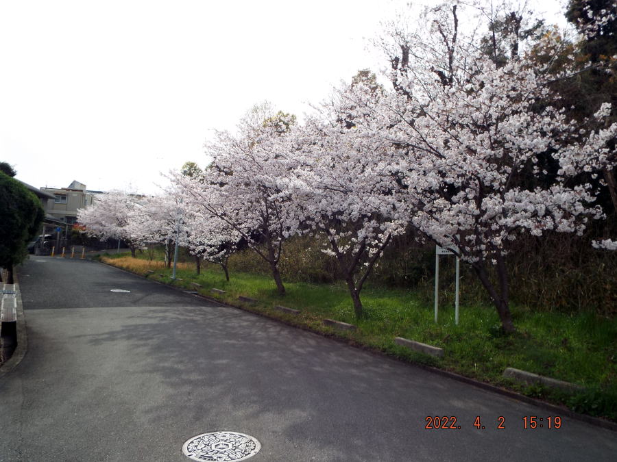 2022（R4）櫻
