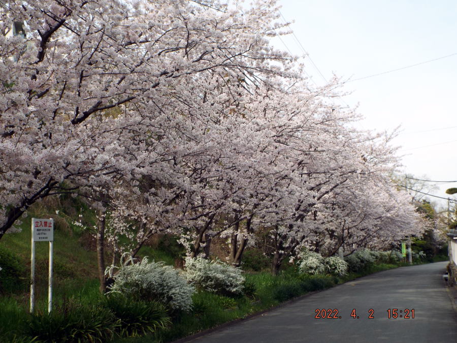 2022（R4）櫻